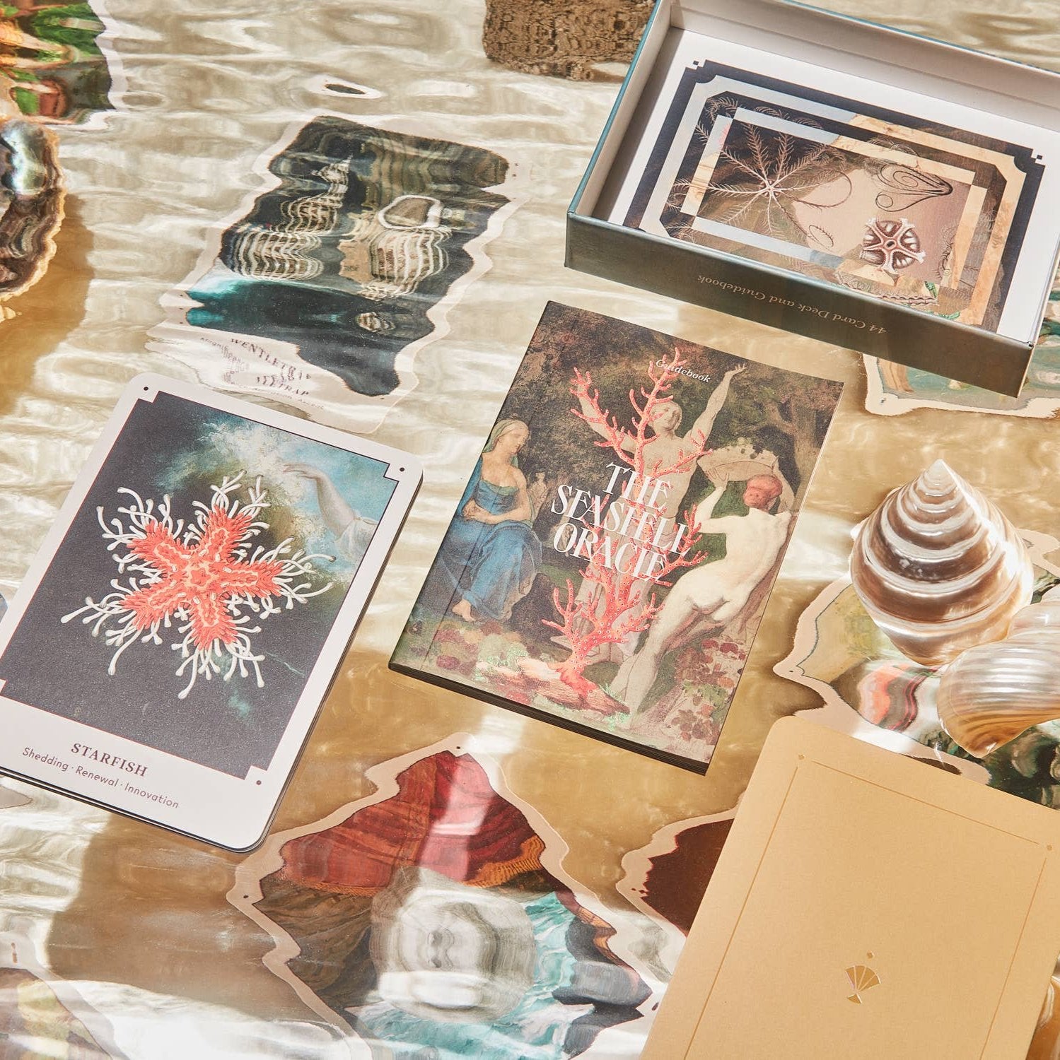 The Seashell Oracle Deck – Hey Jude